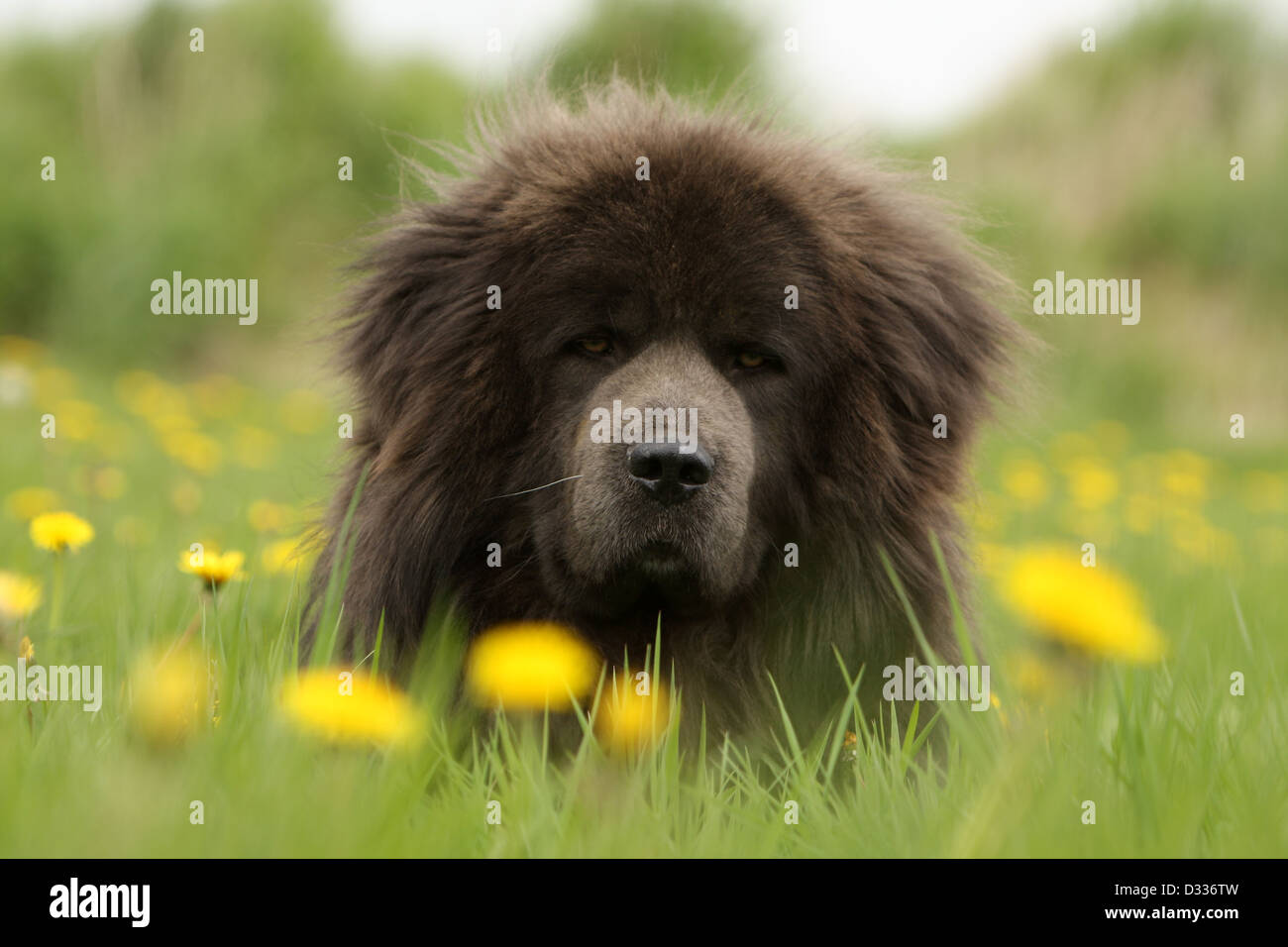 Dog Tibetan Mastiff / do-khyi / Tibetdogge adult portrait Stock Photo ...