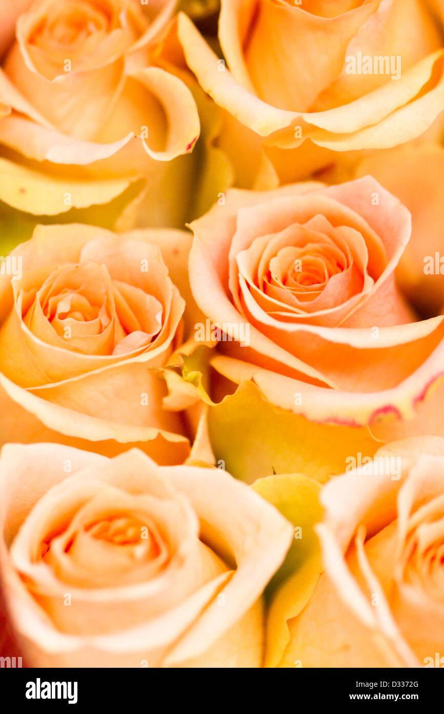 Fresh cut roses ready for Valentine's Day Stock Photo - Alamy