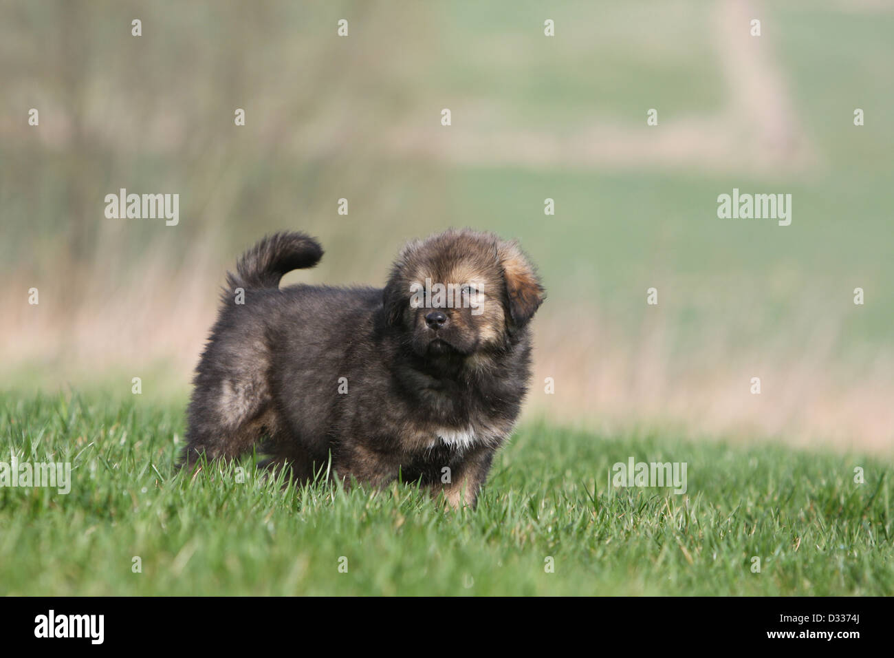 Dog Tibetan Mastiff / do-khyi / Tibetdogge puppy standing in a meadow ...