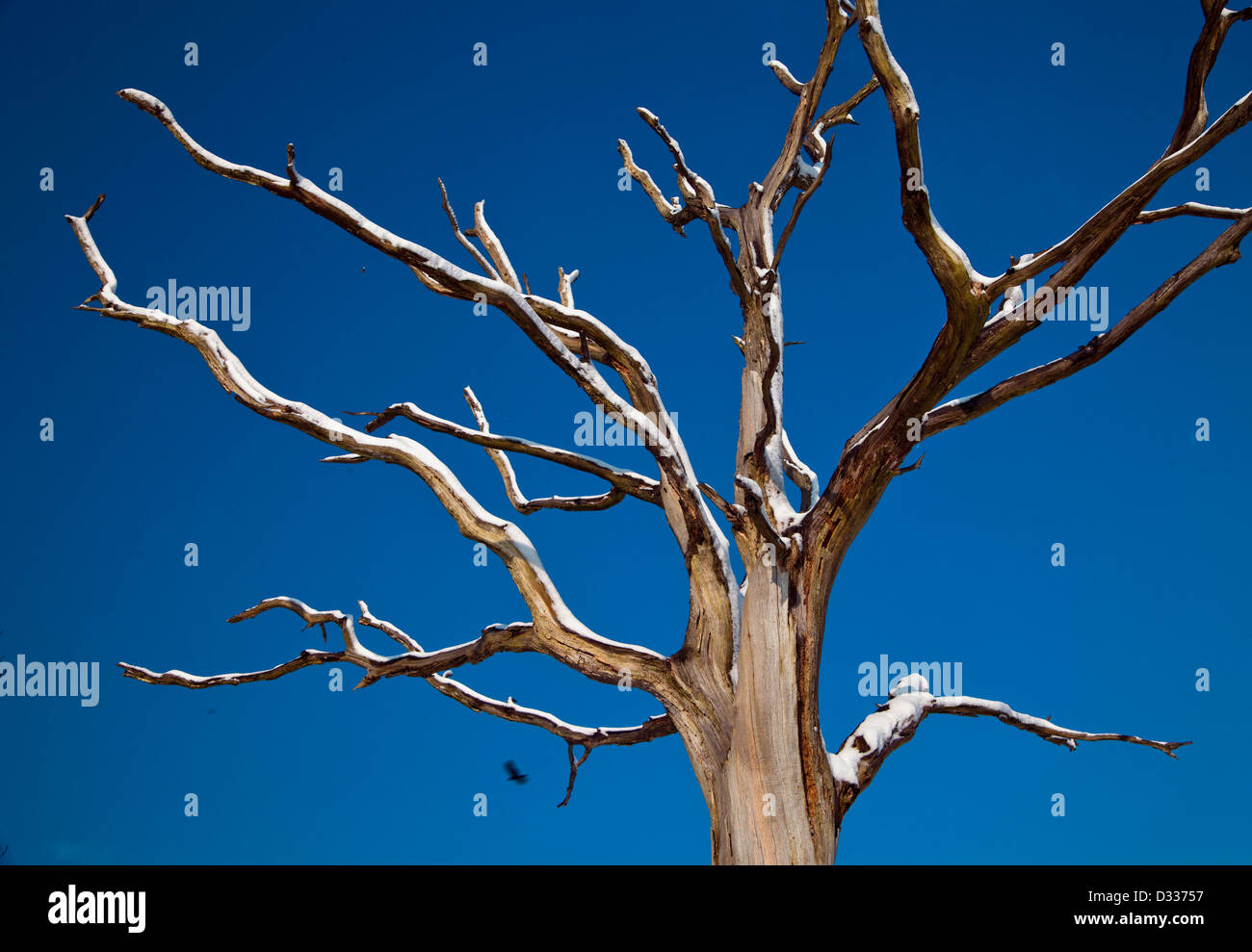 Tree skeleton hi-res stock photography and images - Alamy