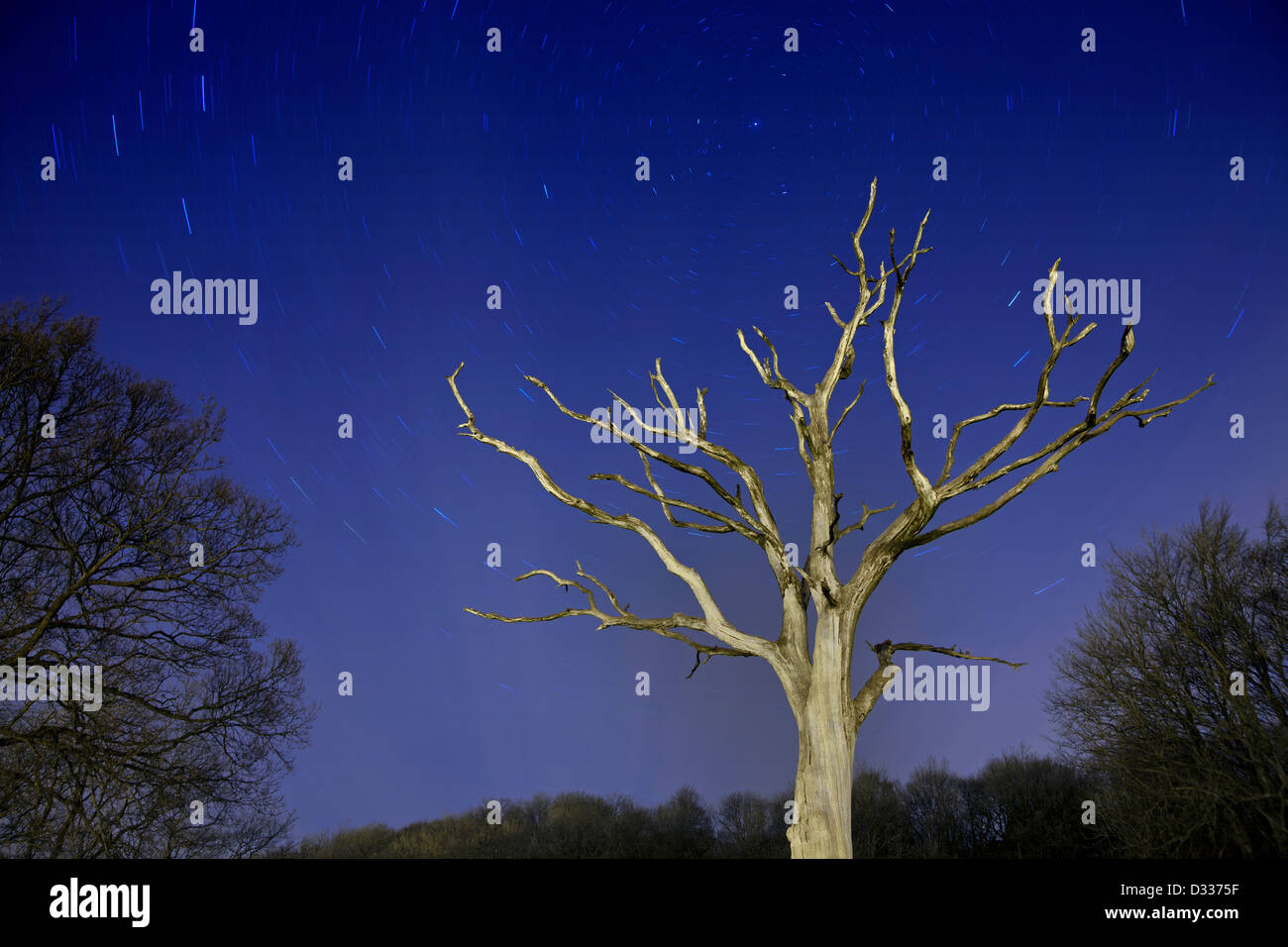 Dead tree taken at night with star trails in the night sky Stock Photo ...