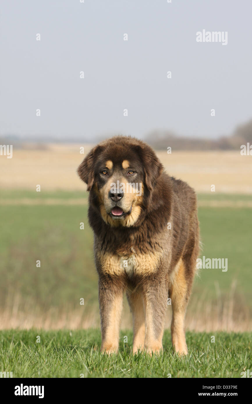 Dog Tibetan Mastiff / do-khyi / Tibetdogge adult standing in a meadow ...