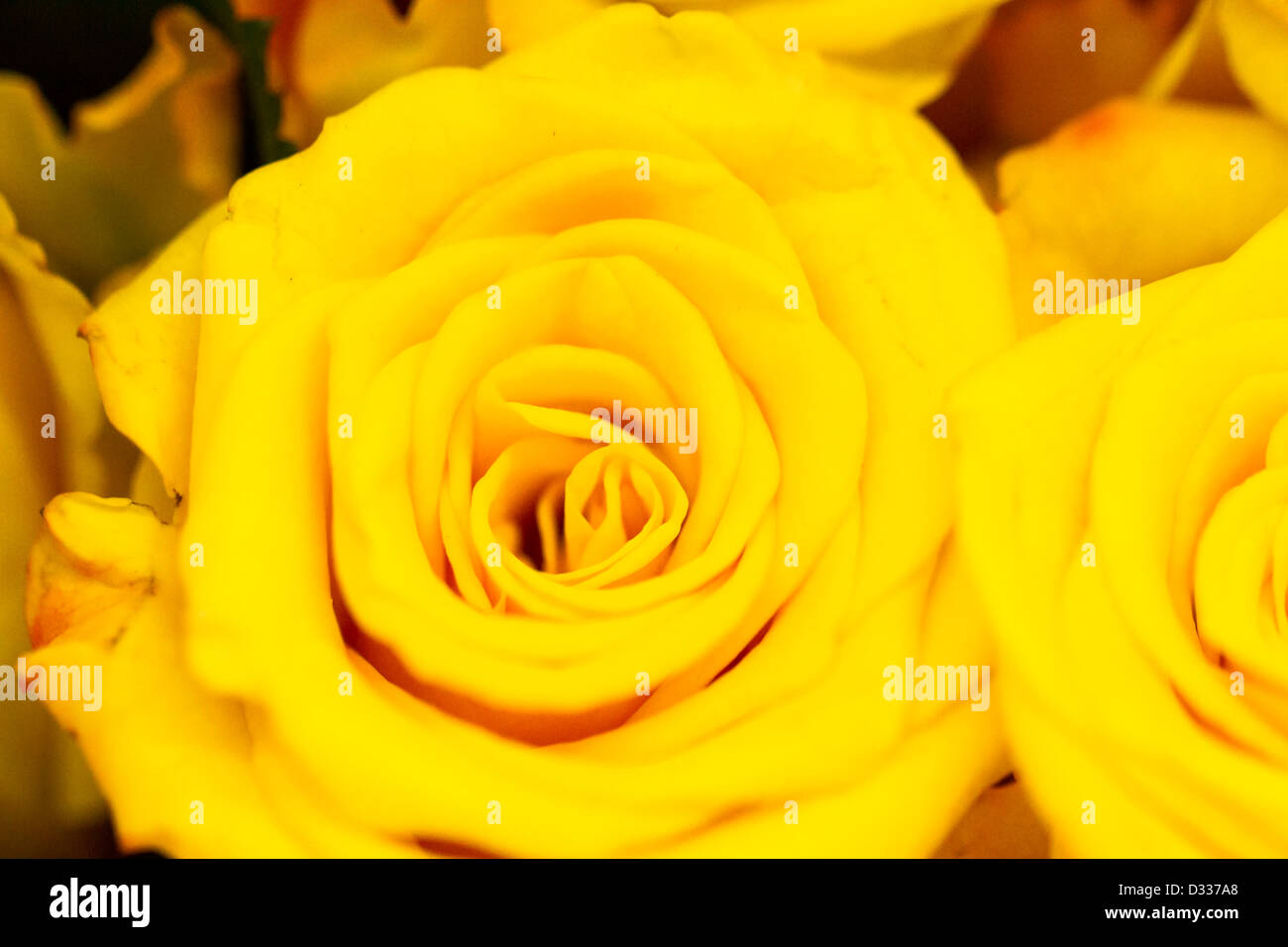 Fresh cut roses ready for Valentine's Day Stock Photo - Alamy