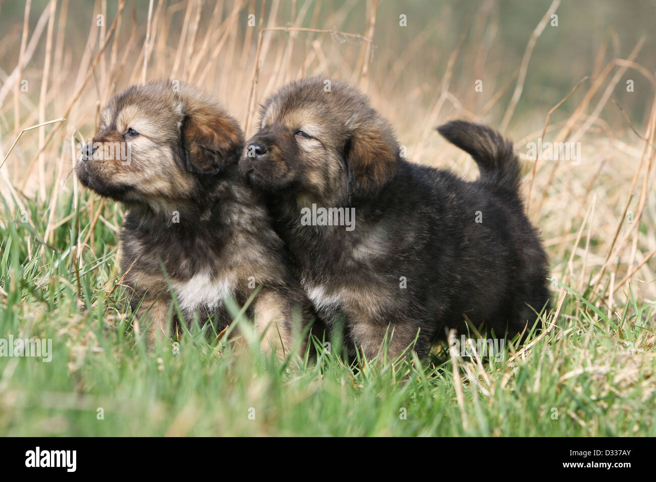 Dog Tibetan Mastiff / do-khyi / Tibetdogge two puppies standing in a ...