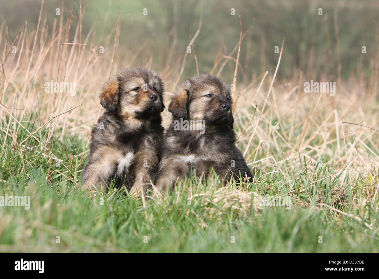 Dog Tibetan Mastiff / do-khyi / Tibetdogge two puppies sitting in a ...