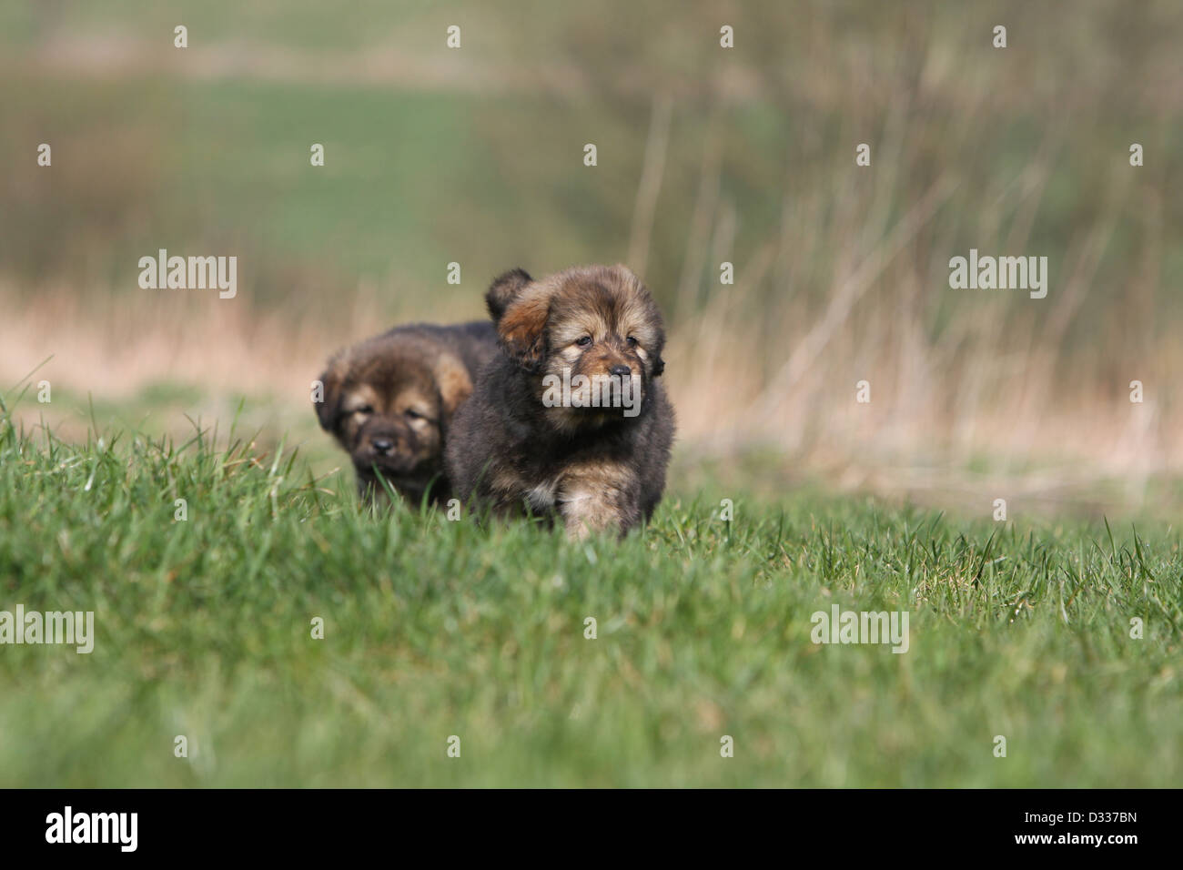 Dog Tibetan Mastiff / do-khyi / Tibetdogge puppies running in a meadow ...
