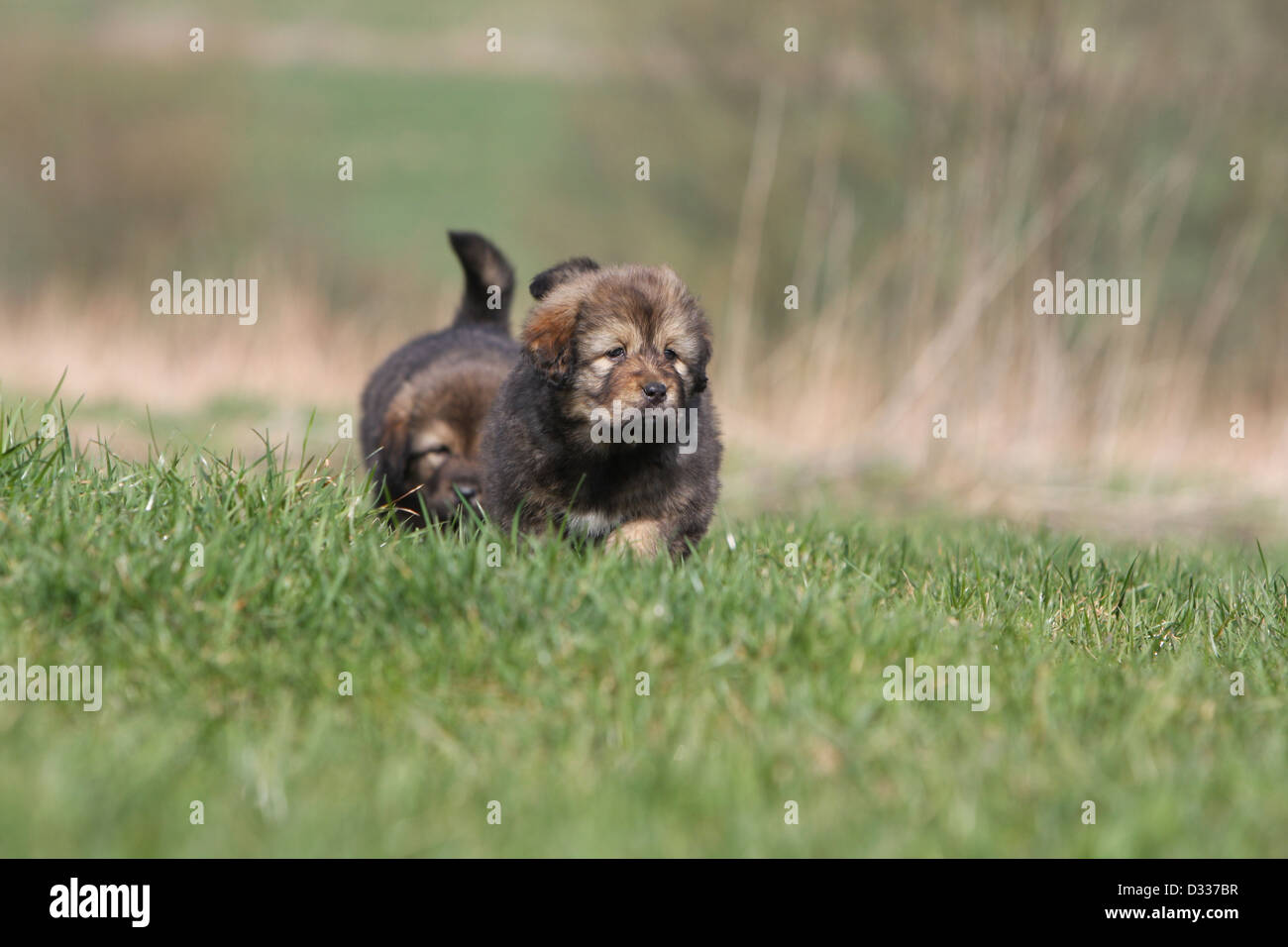 Dog Tibetan Mastiff / do-khyi / Tibetdogge puppies running in a meadow ...