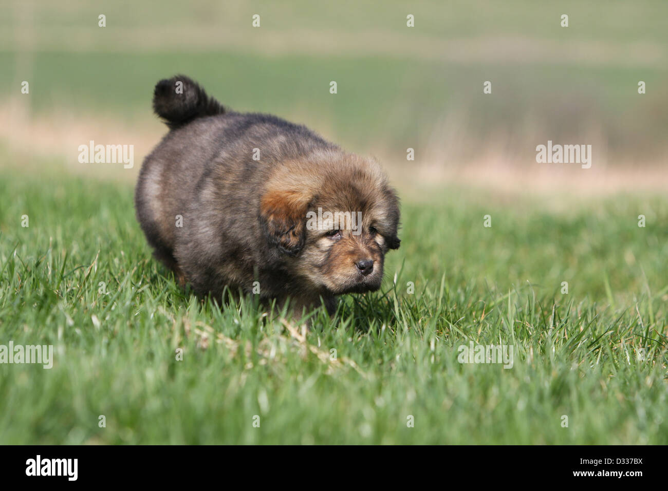 Dog Tibetan Mastiff / do-khyi / Tibetdogge puppy running in a meadow ...