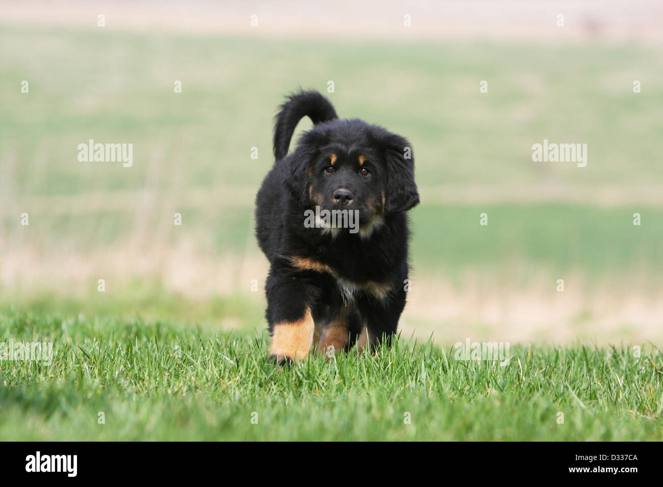 Dog Tibetan Mastiff / do-khyi / Tibetdogge puppy walking in a meadow ...