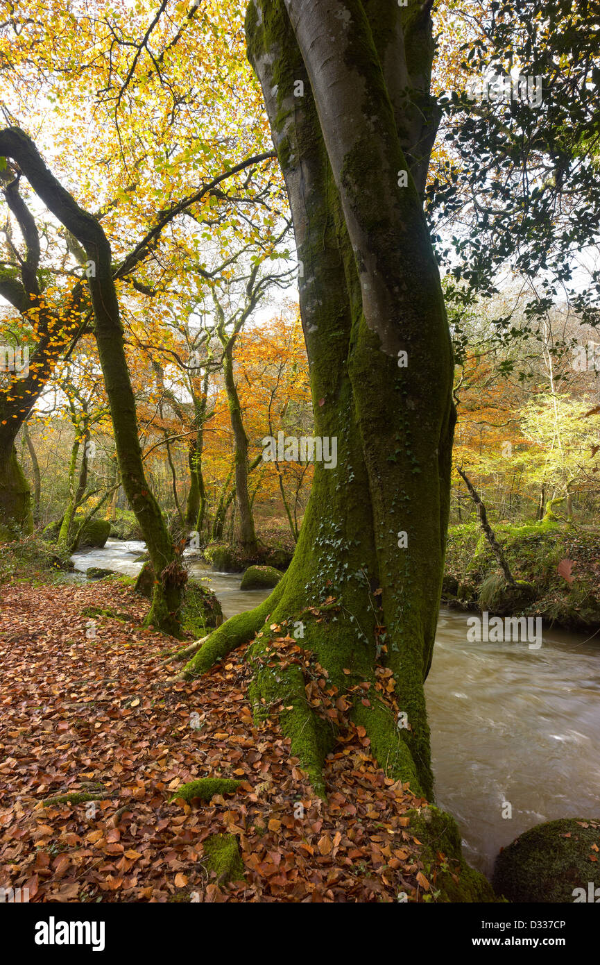 Luxulyan hi-res stock photography and images - Alamy