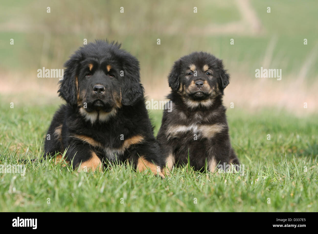Dog Tibetan Mastiff / do-khyi / Tibetdogge two puppies different sizes ...