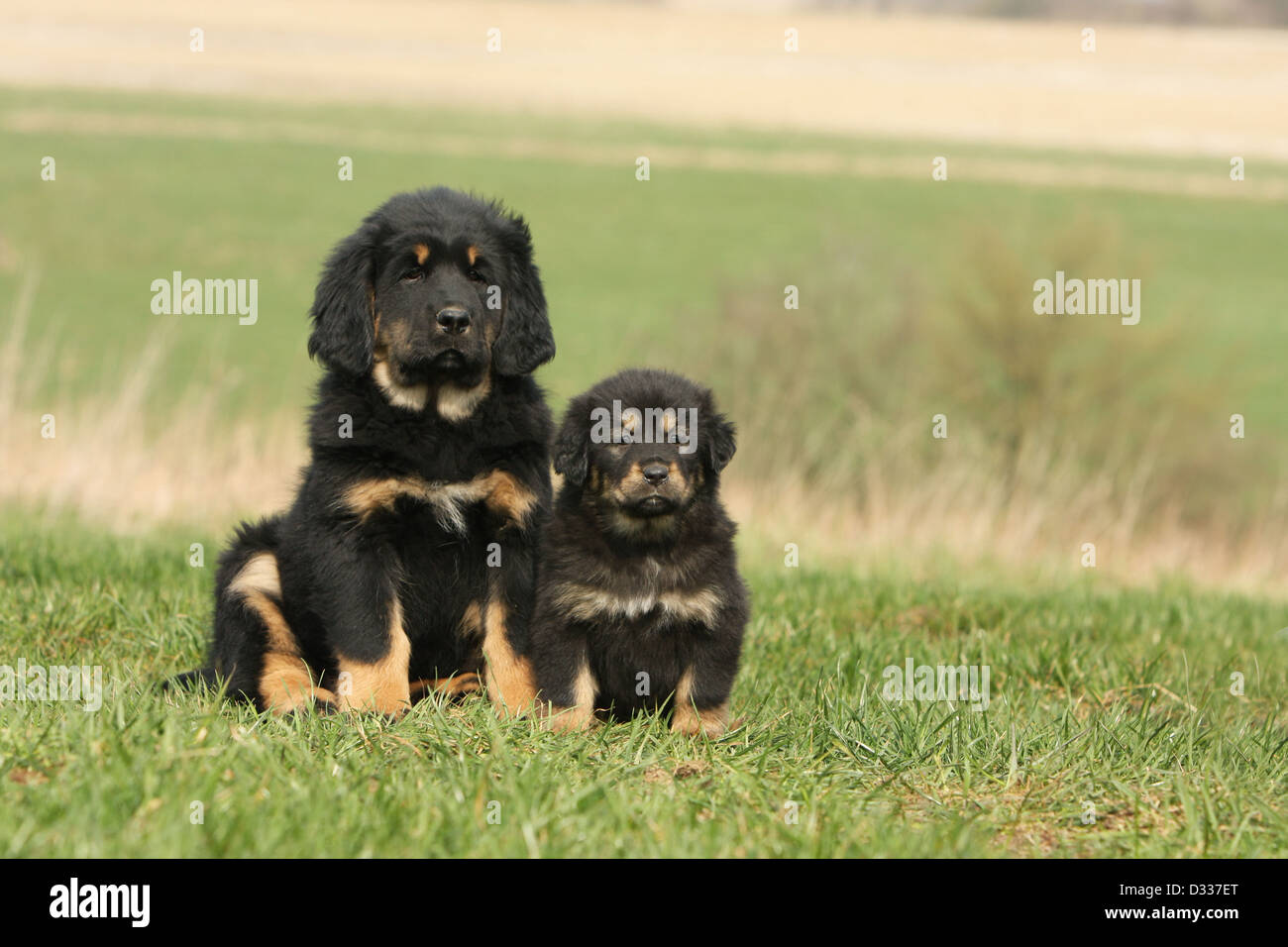 Dog Tibetan Mastiff / do-khyi / Tibetdogge two puppies different sizes ...