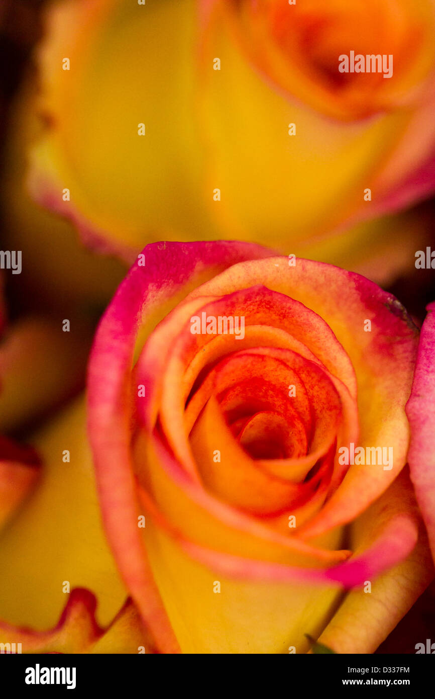 Fresh cut roses ready for Valentine's Day Stock Photo - Alamy