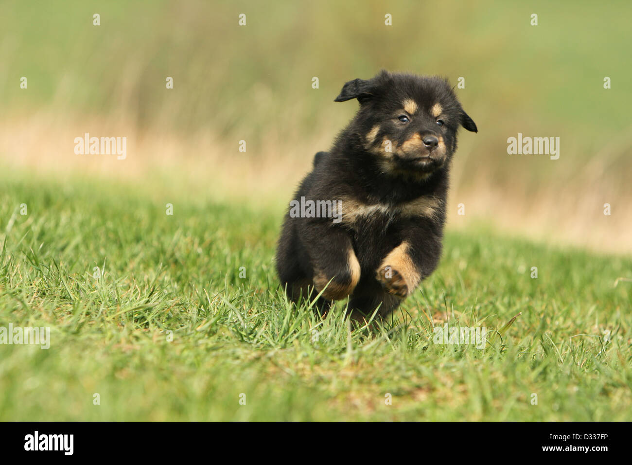 Dog Tibetan Mastiff / do-khyi / Tibetdogge puppy running in a meadow ...