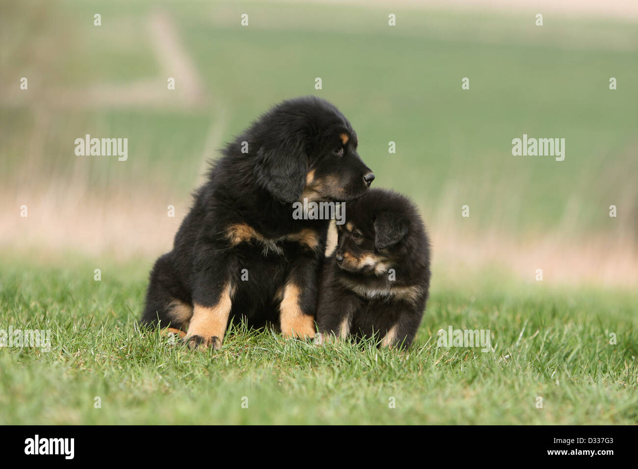 Dog Tibetan Mastiff / do-khyi / Tibetdogge two puppies different sizes ...