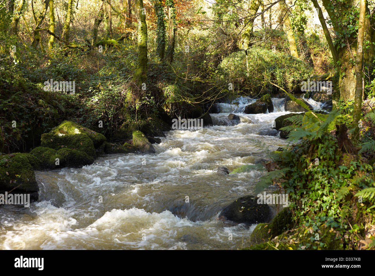 River Parr passing through woodland in Luxulyan Valley Cornwall England ...