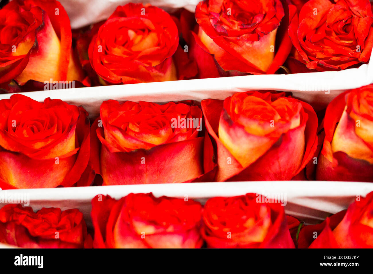 Fresh cut roses ready for Valentine's Day Stock Photo - Alamy