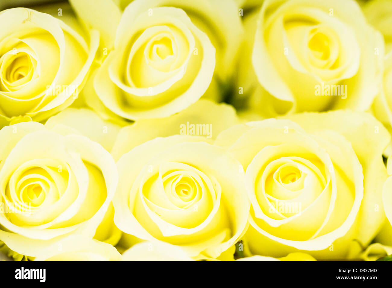 Fresh cut roses ready for Valentine's Day Stock Photo - Alamy