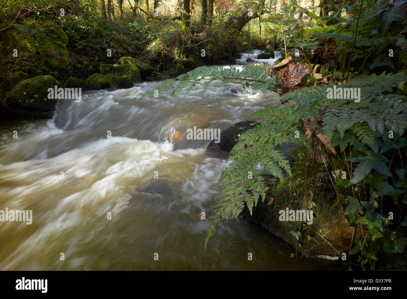 Luxulyan valley cornwall hi-res stock photography and images - Alamy