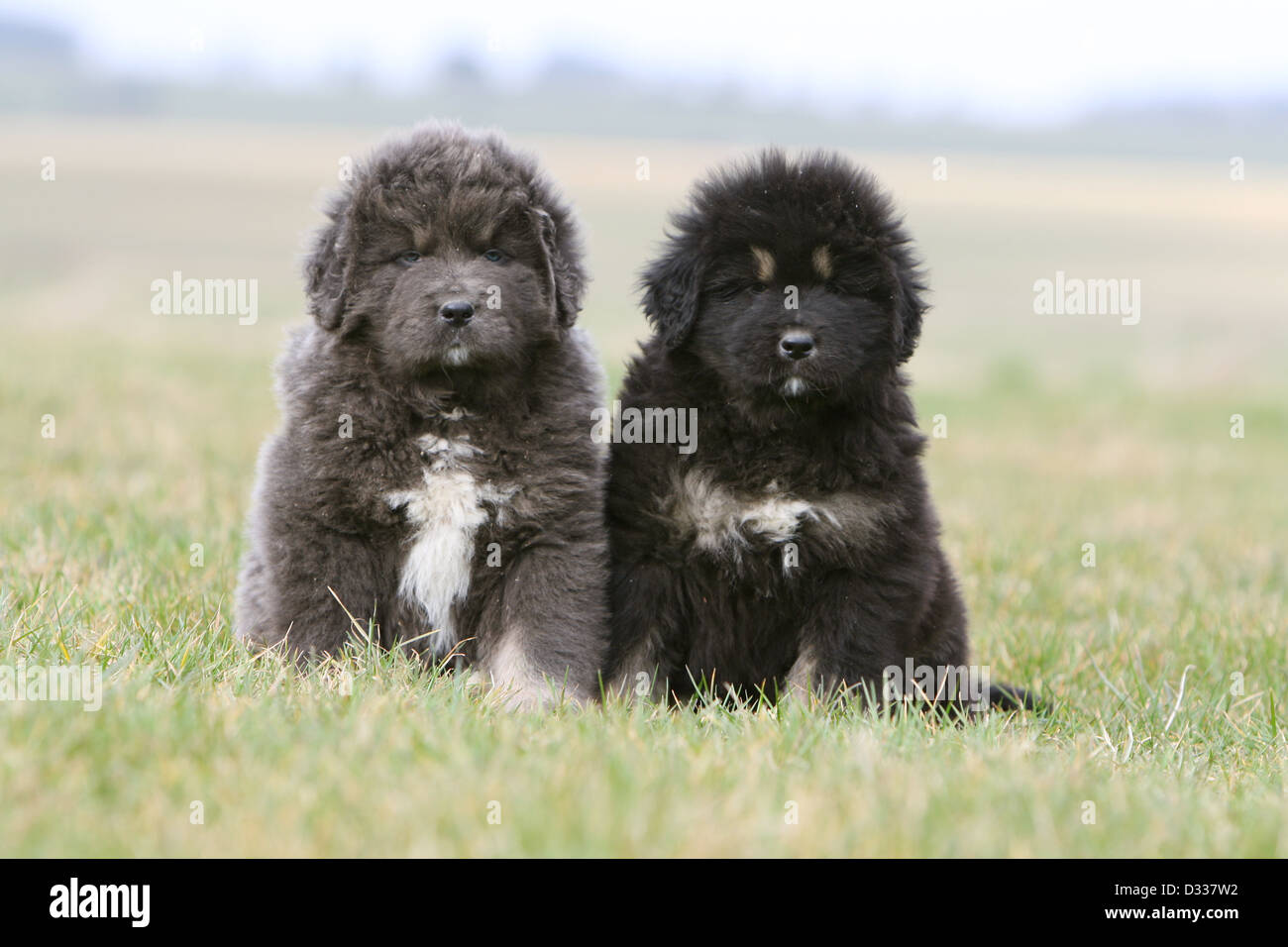 Dog Tibetan Mastiff / do-khyi / Tibetdogge two puppies different colors ...