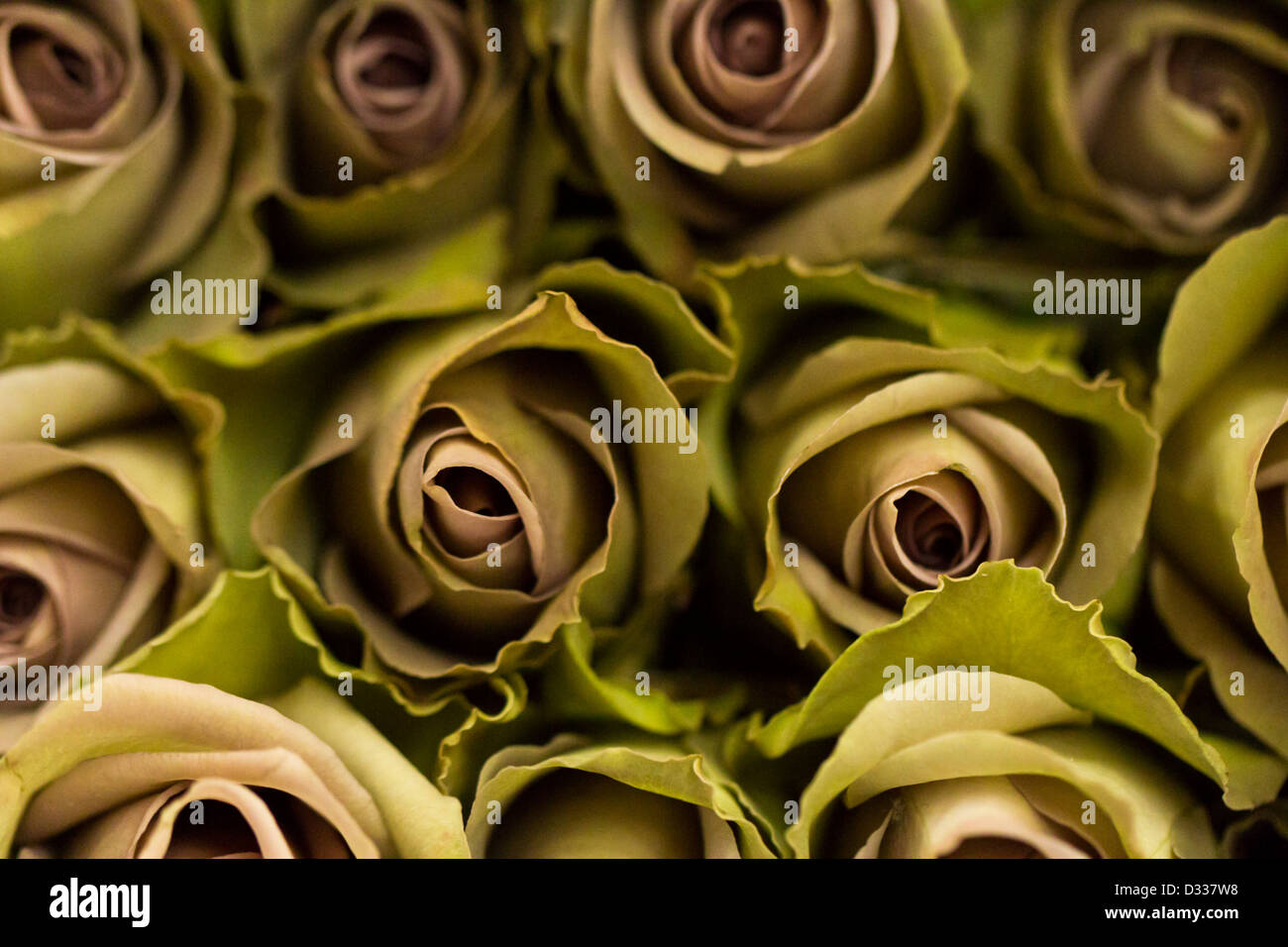 Fresh cut roses ready for Valentine's Day Stock Photo - Alamy