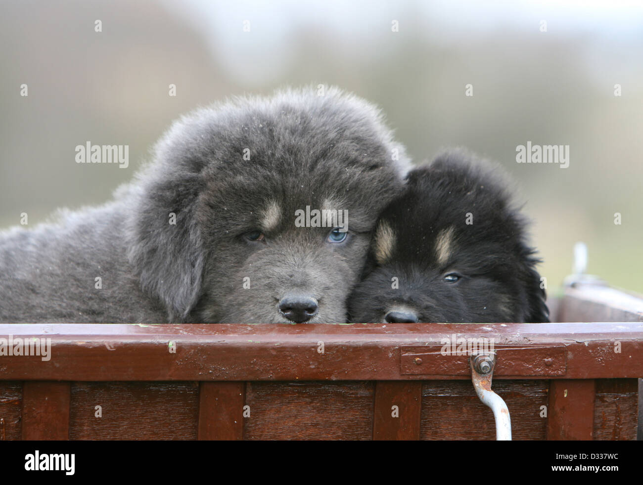 Dog Tibetan Mastiff / do-khyi / Tibetdogge two puppies different colors ...
