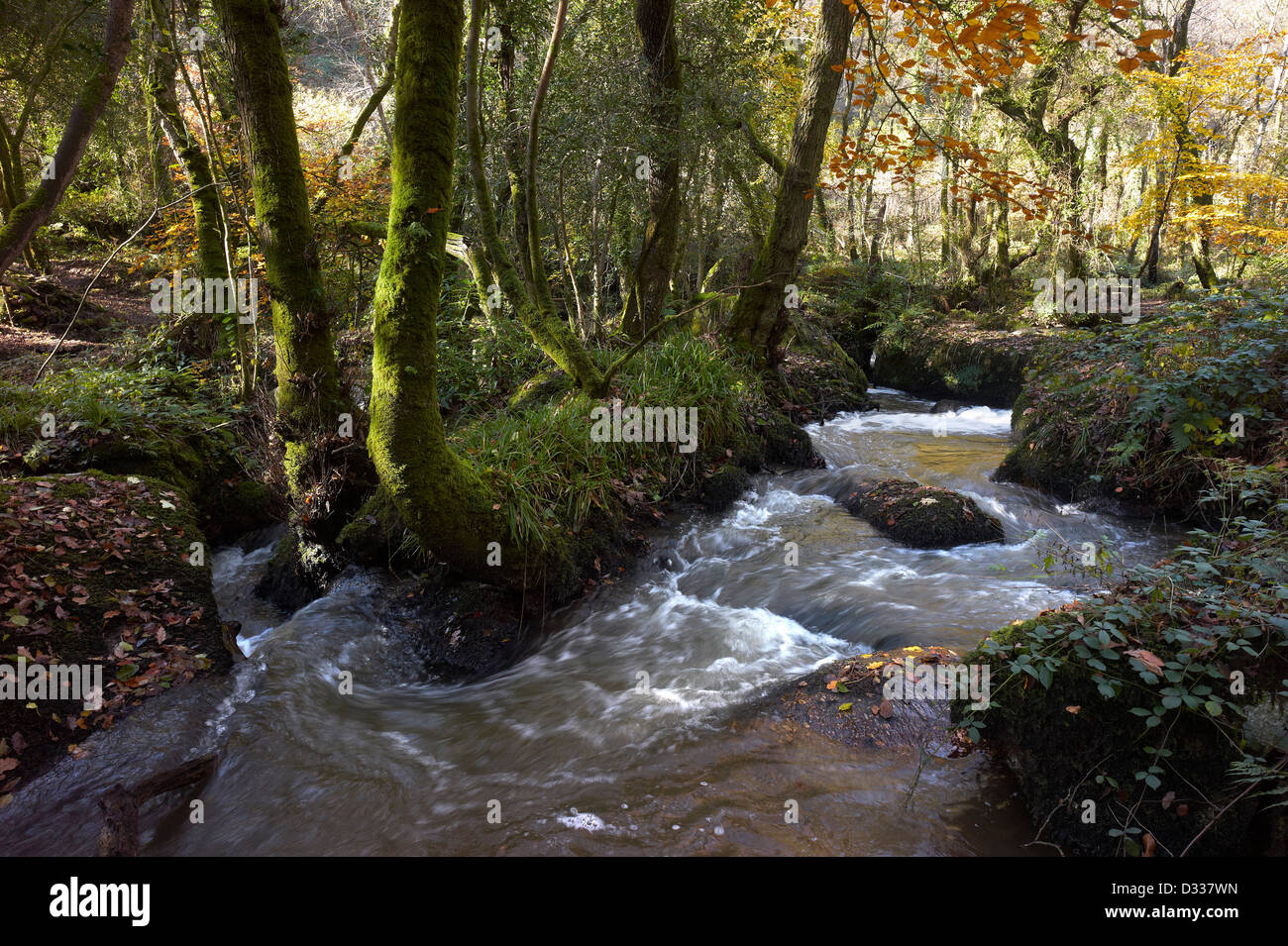 River Parr passing through woodland in Luxulyan Valley Cornwall England ...