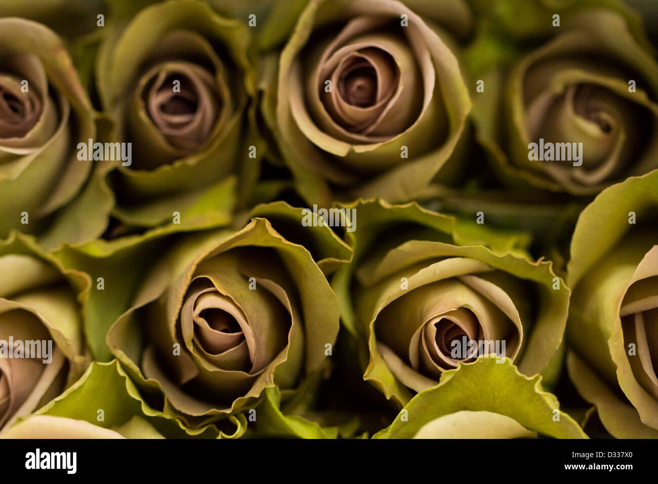 Fresh cut roses ready for Valentine's Day Stock Photo - Alamy