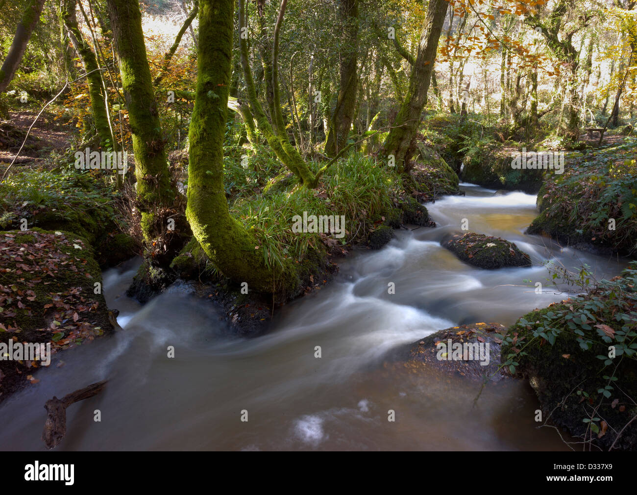 River Parr passing through woodland in Luxulyan Valley Cornwall England ...