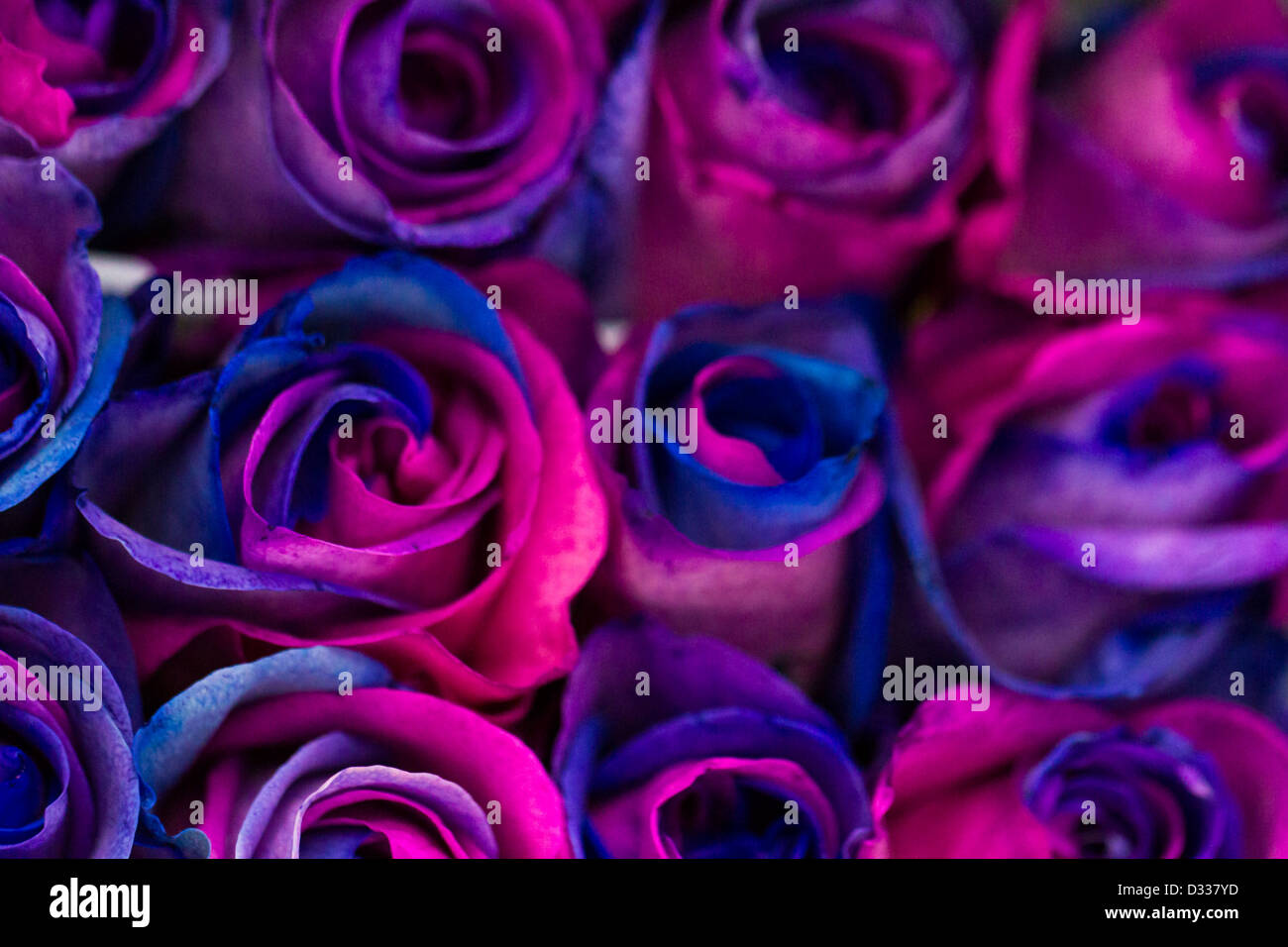Fresh cut roses ready for Valentine's Day Stock Photo - Alamy