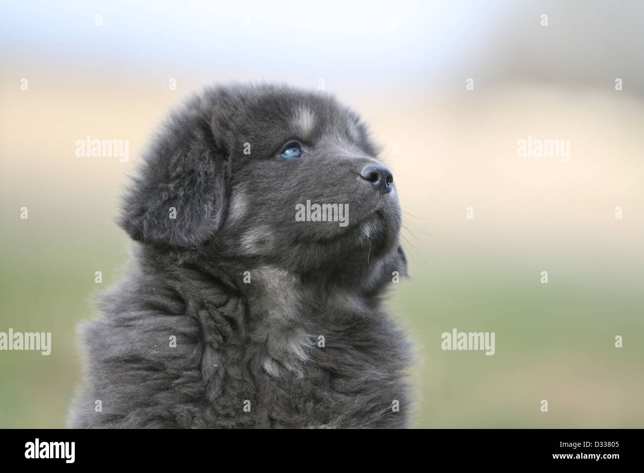 Dog Tibetan Mastiff / do-khyi / Tibetdogge puppy portrait Stock Photo ...