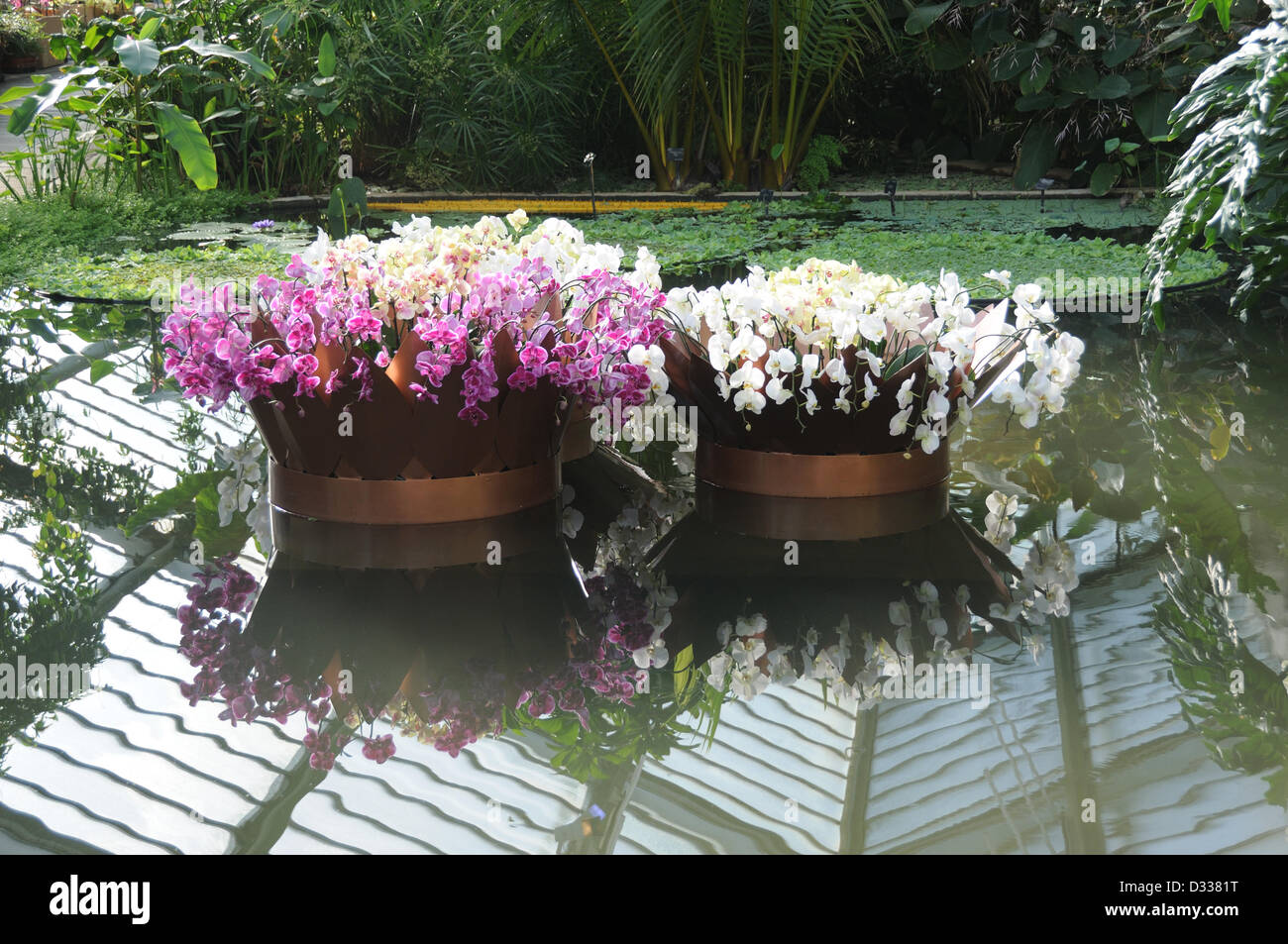 London, UK, 7th Feb, 2013. Phalaenopsis orchids floating on the ...