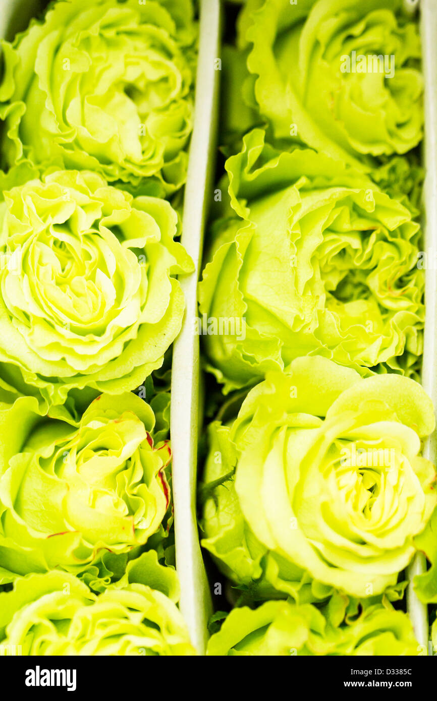 Fresh cut roses ready for Valentine's Day Stock Photo - Alamy