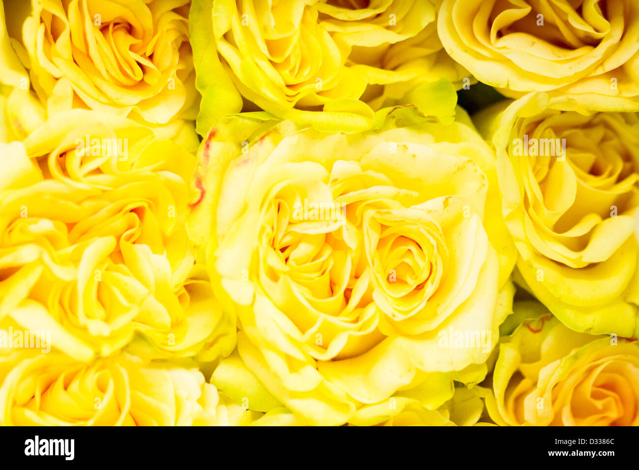 Fresh cut roses ready for Valentine's Day Stock Photo - Alamy