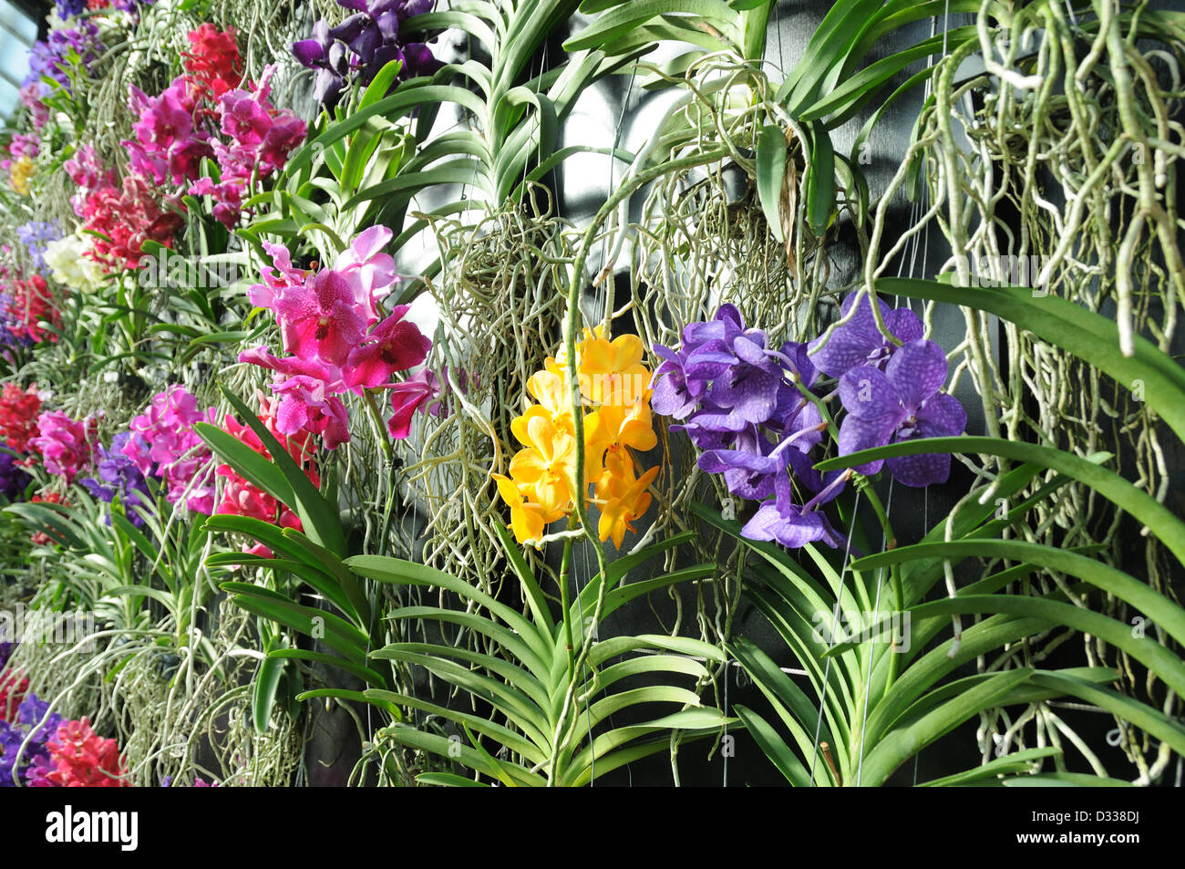 Orchids hanging hi-res stock photography and images - Alamy