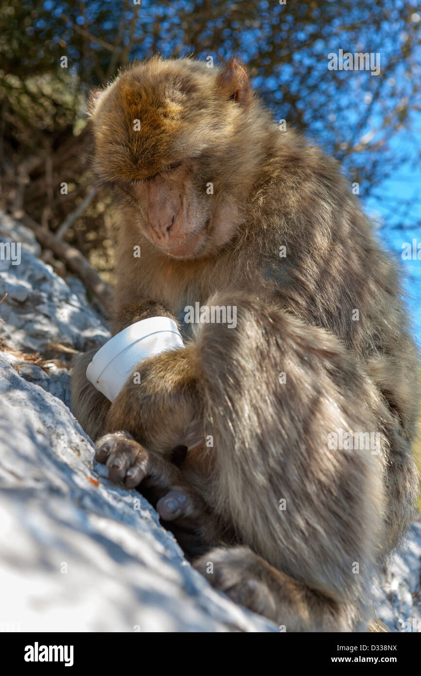 Gibraltar Barbary Macaque /Macaca sylvanus Stock Photo - Alamy