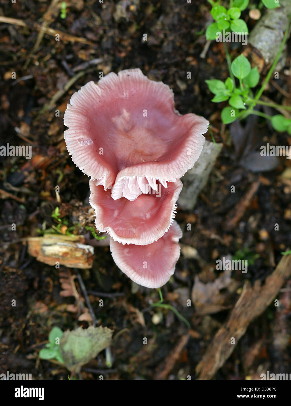 Mycena pura var rosea hi-res stock photography and images - Alamy