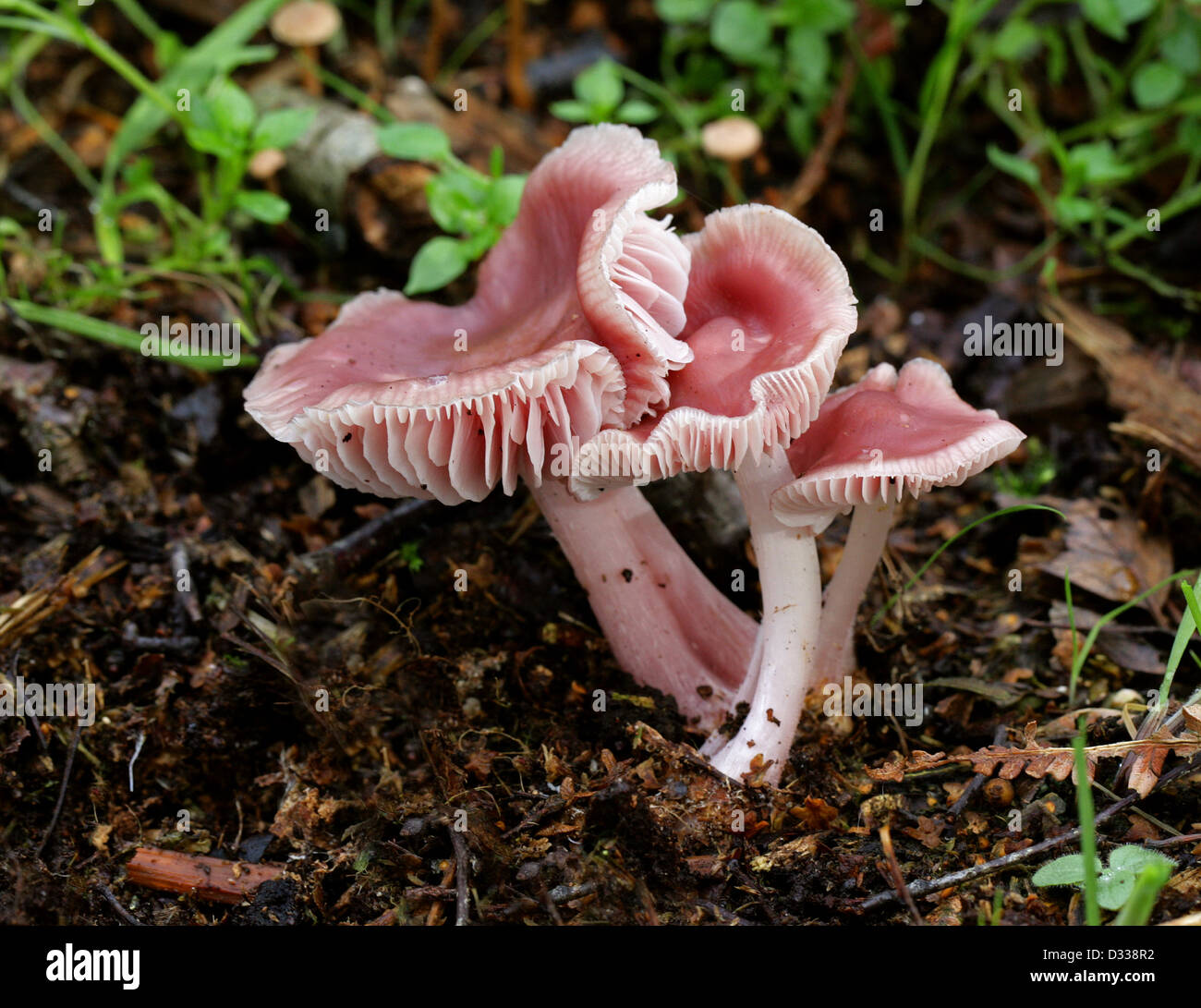 Mycena pura var rosea hi-res stock photography and images - Alamy
