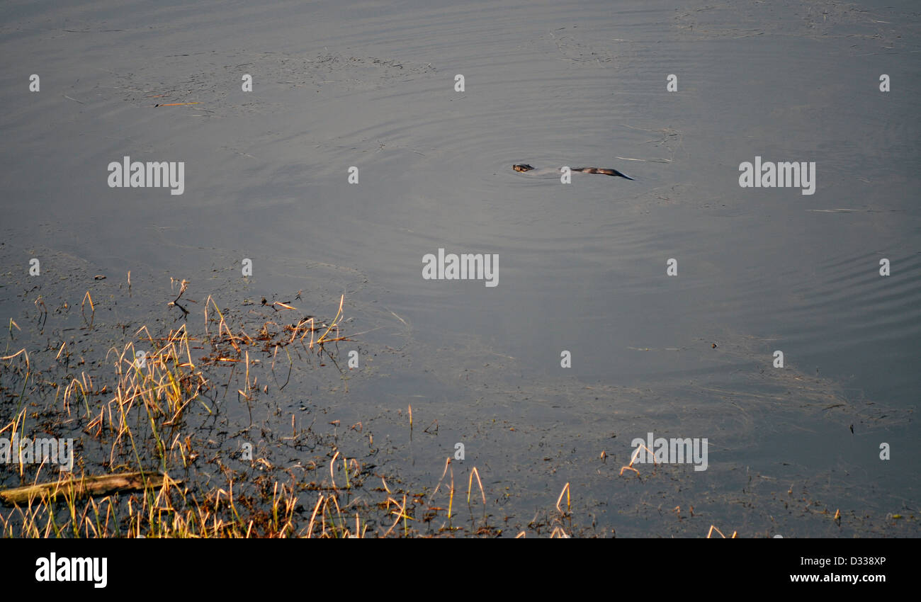Spring fed swimming pool hi-res stock photography and images - Alamy