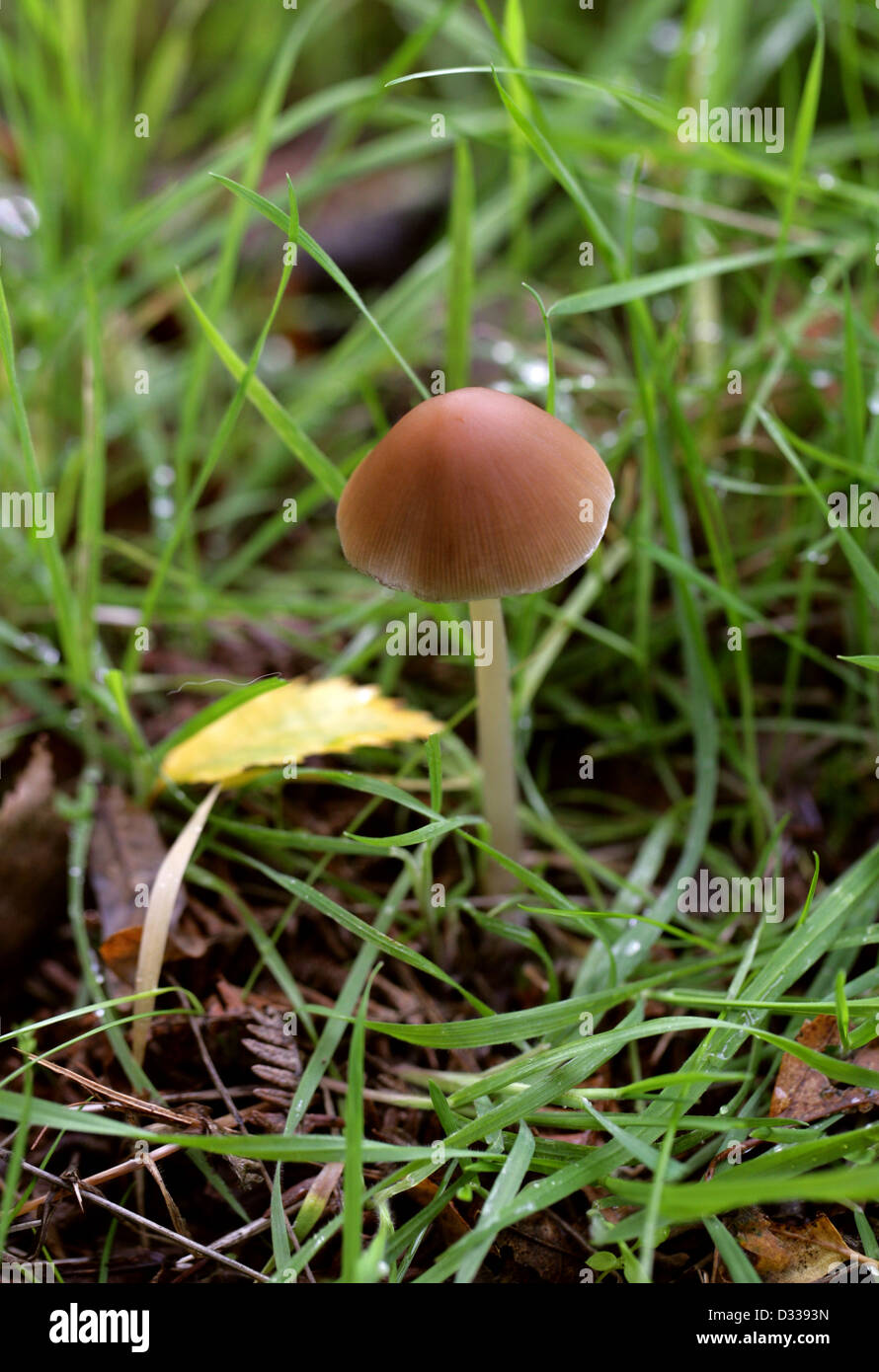 Red-edge Brittlestem, Psathyrella corrugis, Psathyrellaceae. Syn ...