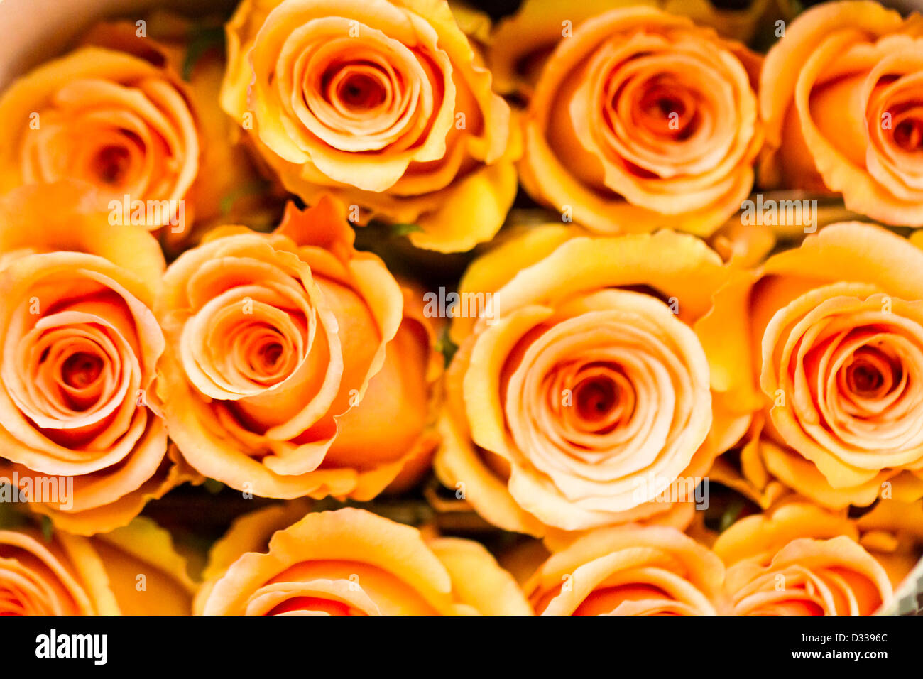 Fresh cut roses ready for Valentine's Day Stock Photo - Alamy