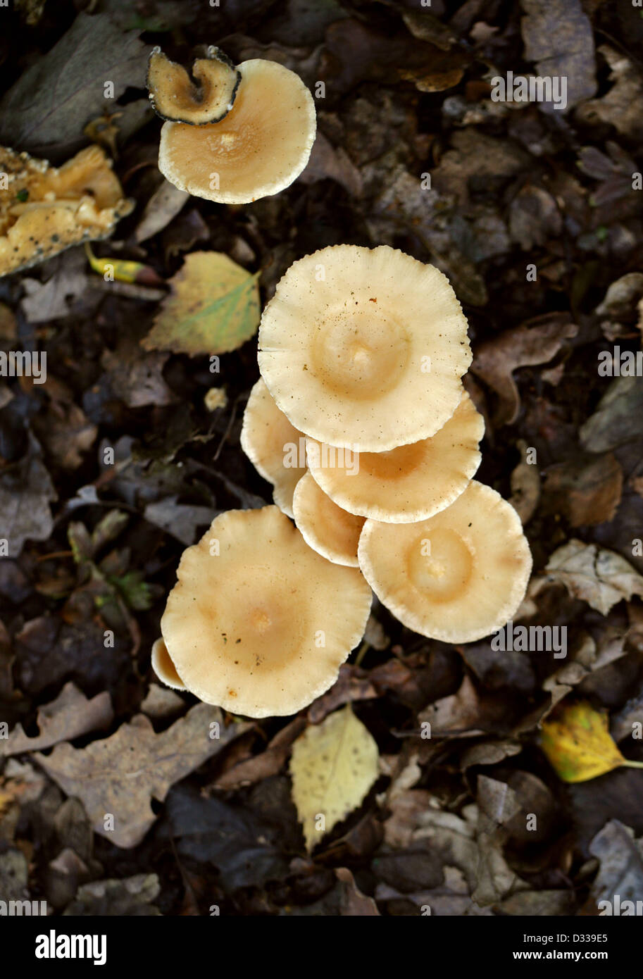 Trooping Funnel Fungus, Clitocybe geotropa, Tricholomataceae Stock ...