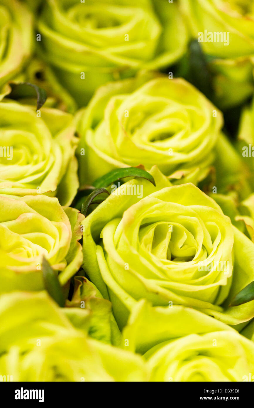 Fresh cut roses ready for Valentine's Day Stock Photo - Alamy