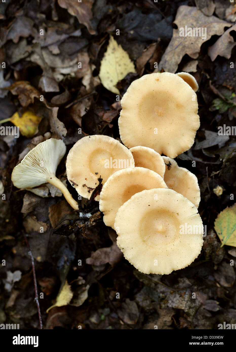 Trooping Funnel Fungus, Clitocybe geotropa, Tricholomataceae Stock ...