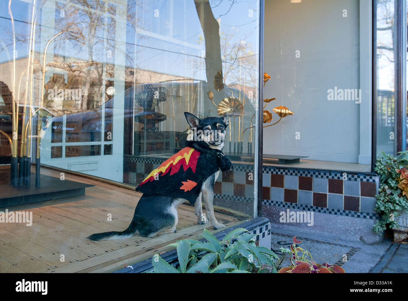 Pet dog sitting in storefront window Stock Photo - Alamy