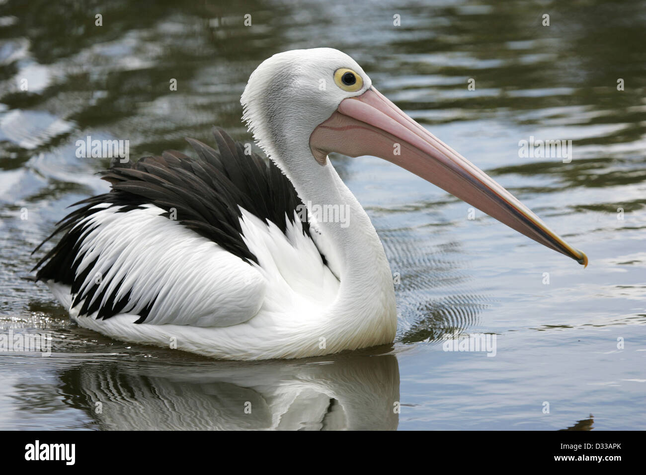 Australian pelican swim hi-res stock photography and images - Alamy