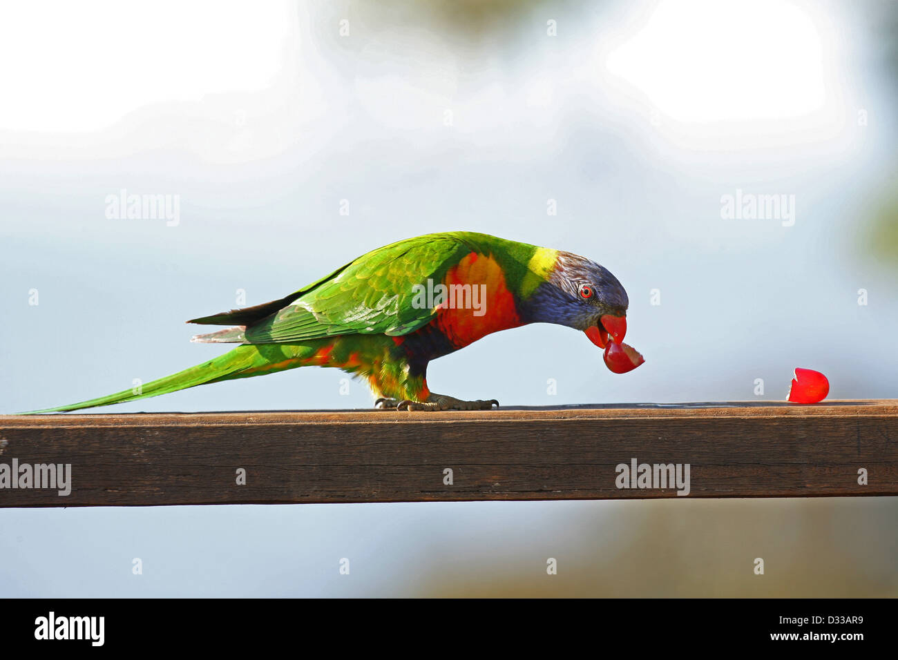 Rainbow lorikeet ( trichoglossus haematodus ) with a grape in its beak ...