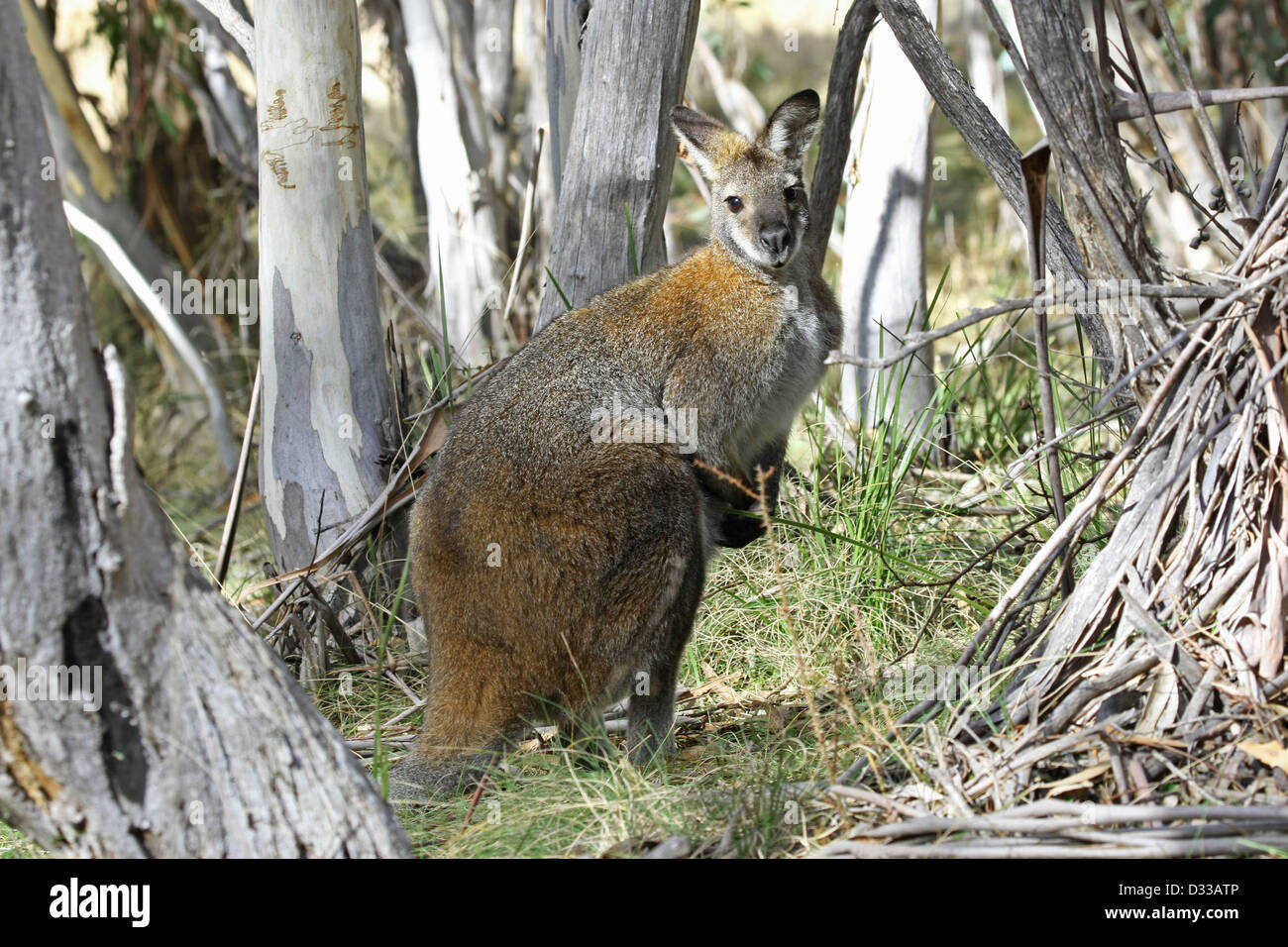 Red-necked Wallaby (Macropus rufogriseus Stock Photo - Alamy