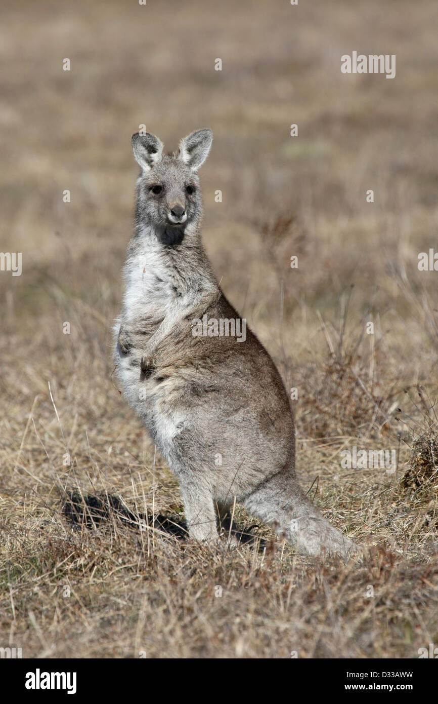 Baby kangaroo scratching hi-res stock photography and images - Alamy