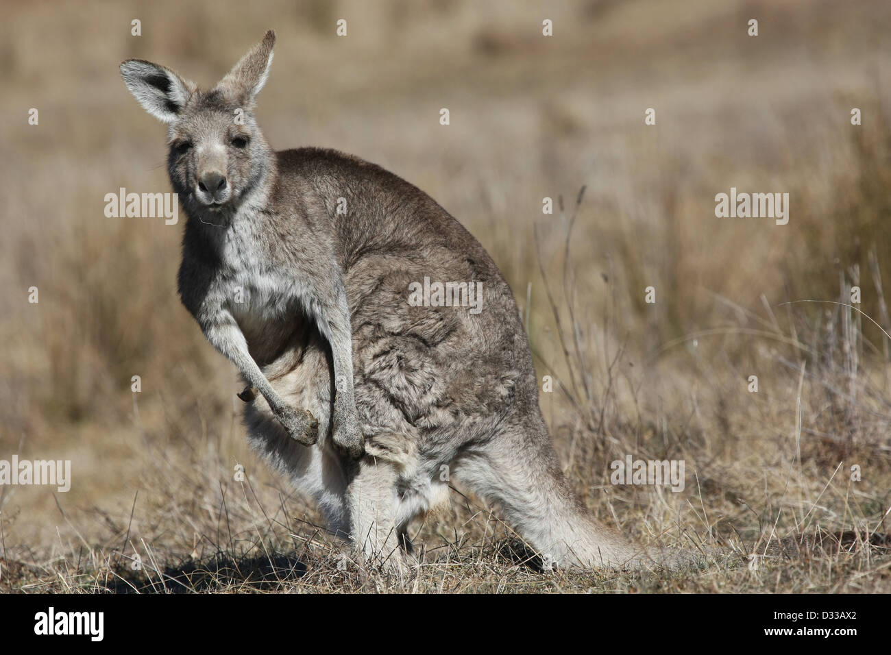 An eastern grey kangaroo (Macropus giganteus) scratching Stock Photo ...